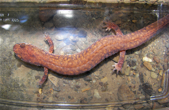 Northern Spring Salamander | Project Noah