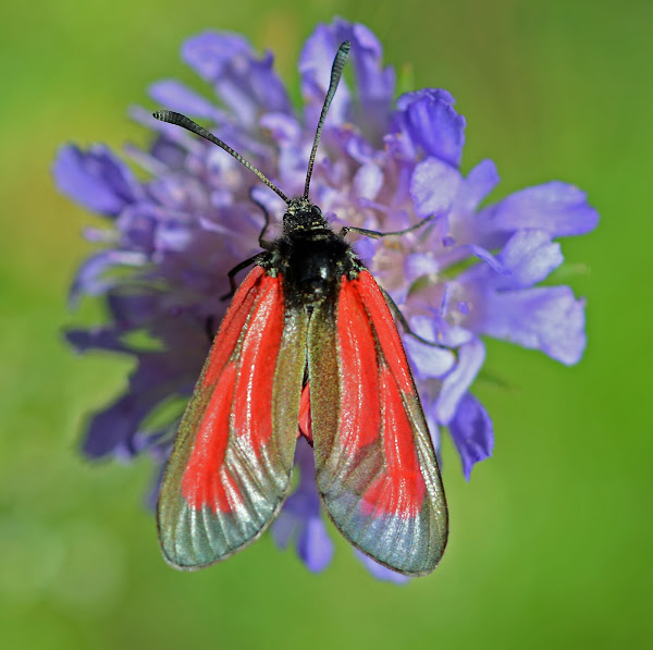 Transparent Burnet | Project Noah