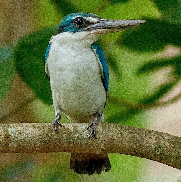White-collared Kingfisher | Project Noah