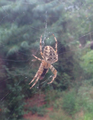 Cross Orb Weaver | Project Noah