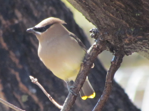 Cedar Waxwing | Project Noah