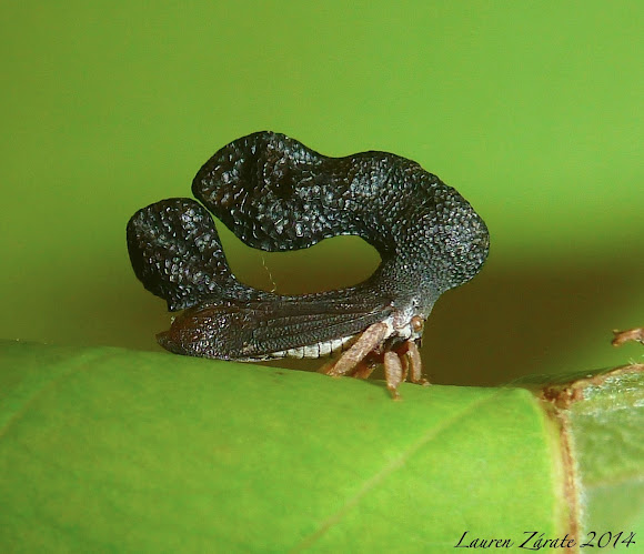 Treehopper | Project Noah