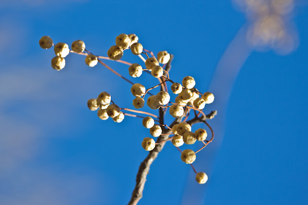 China Berry Tree | Project Noah