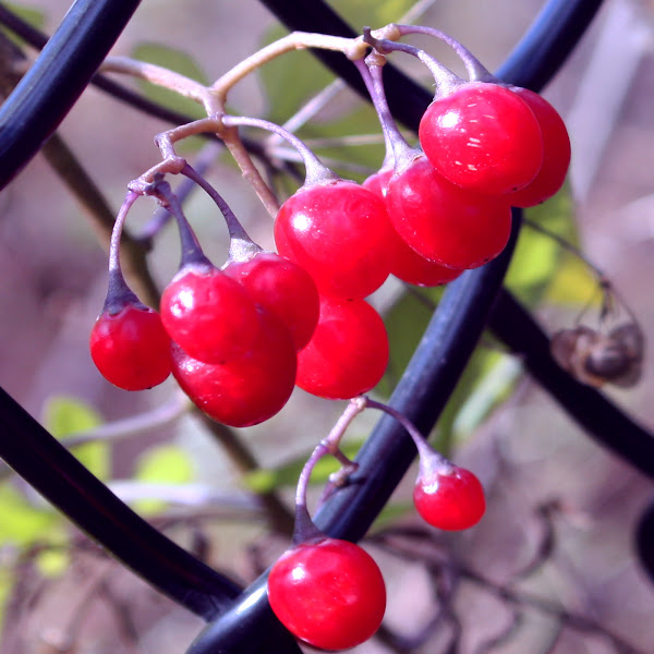 Climbing nightshade | Project Noah