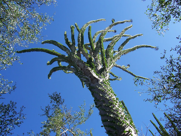 Octopus Tree | Project Noah