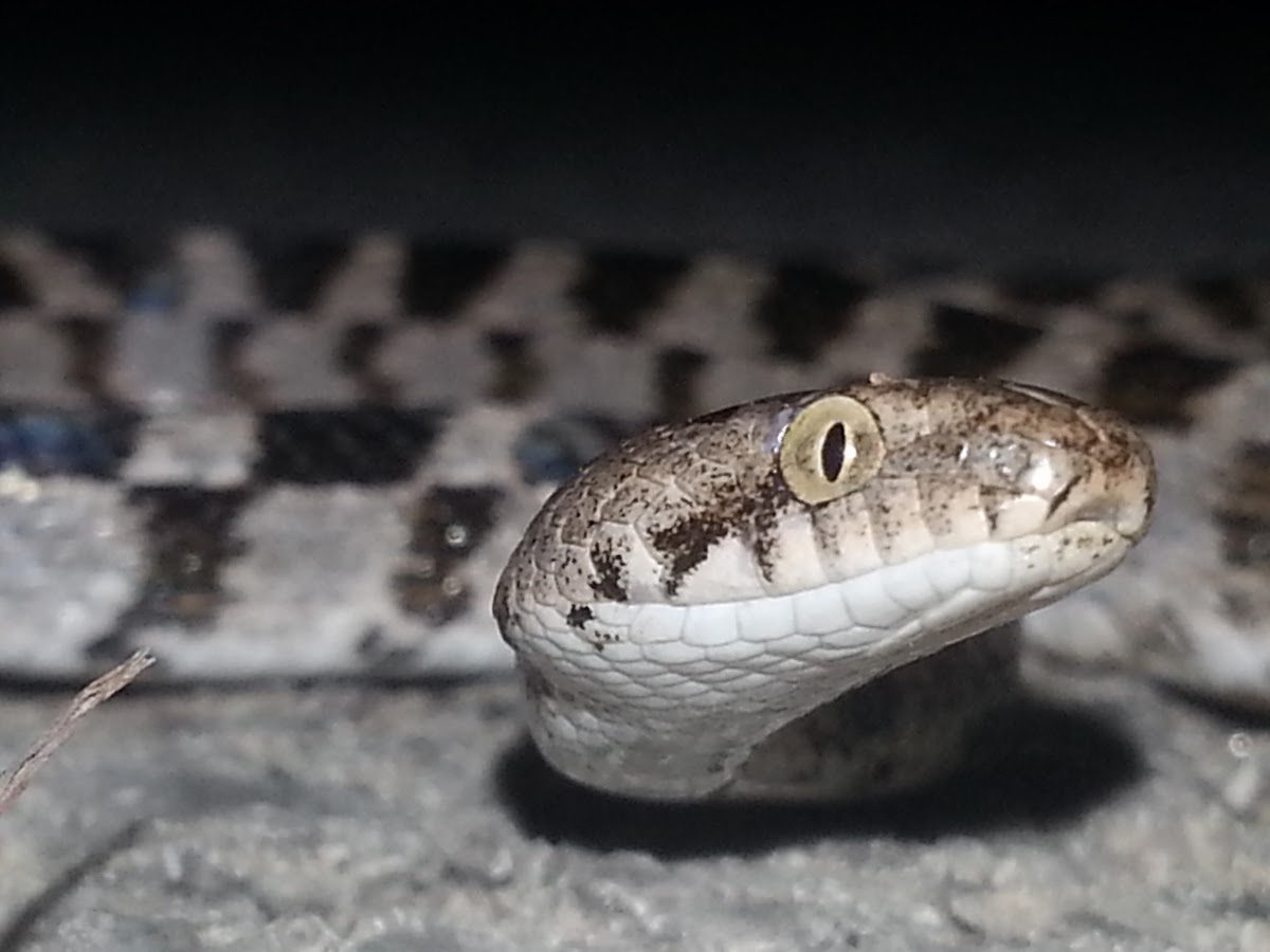 Cat Snake | Project Noah