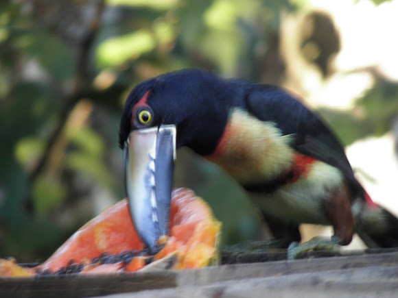 collared aracari eating | Project Noah