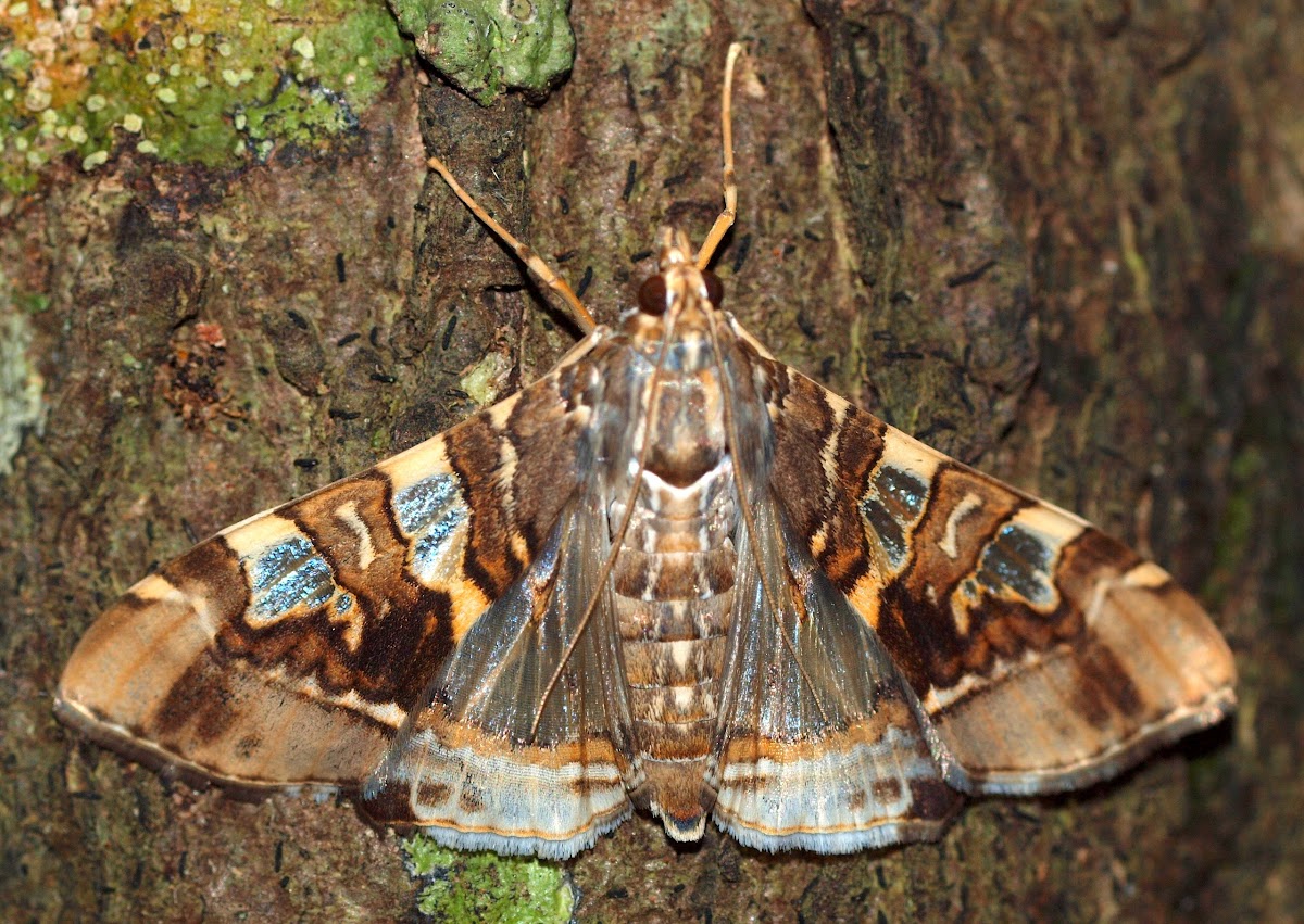 Crambid Moth | Project Noah