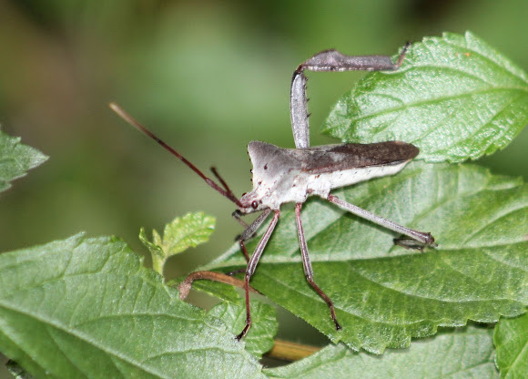 Giant Leaf-Footed Bug | Project Noah