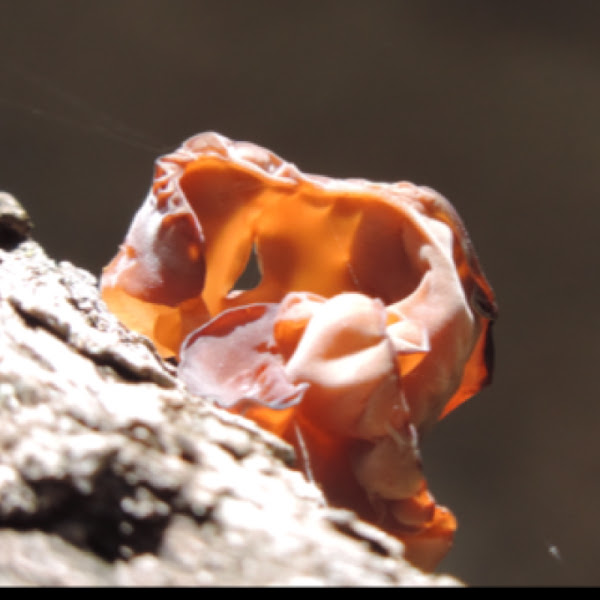 Jelly Ear Fungus | Project Noah