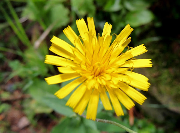 Canada Hawkweed | Project Noah