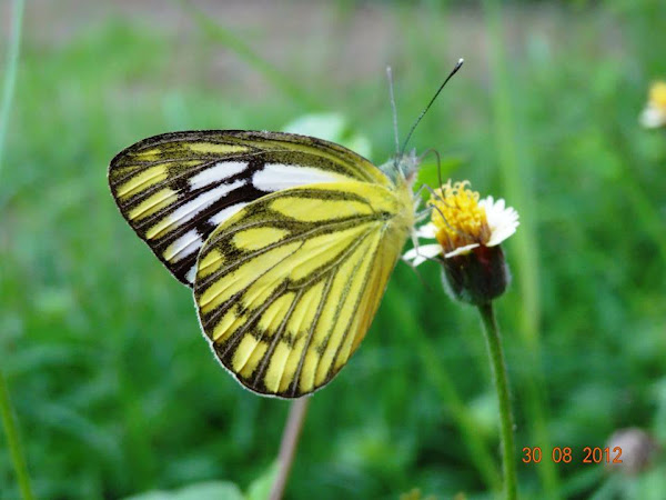 Common Gull Butterfly | Project Noah