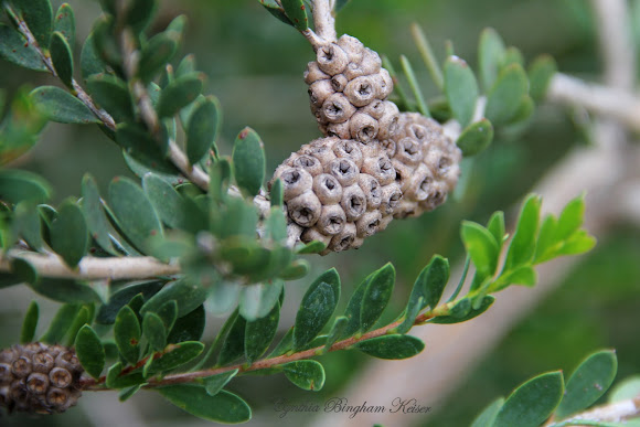 Showy Honey-myrtle | Project Noah