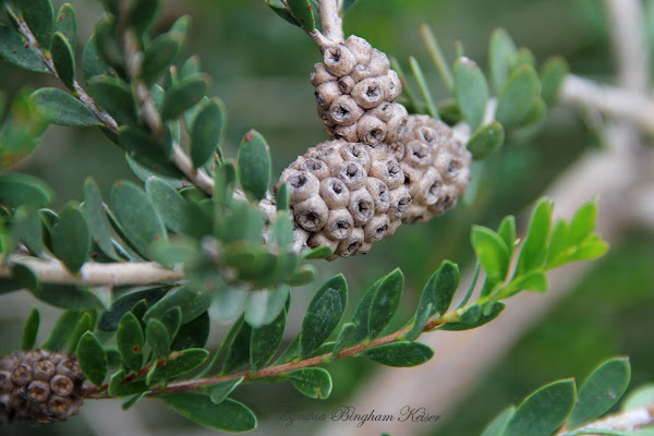 Showy Honey-myrtle | Project Noah