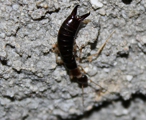 Ringlegged earwig | Project Noah