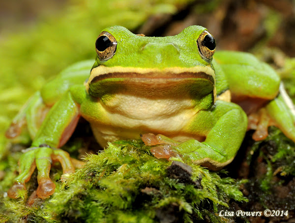 Green treefrog | Project Noah