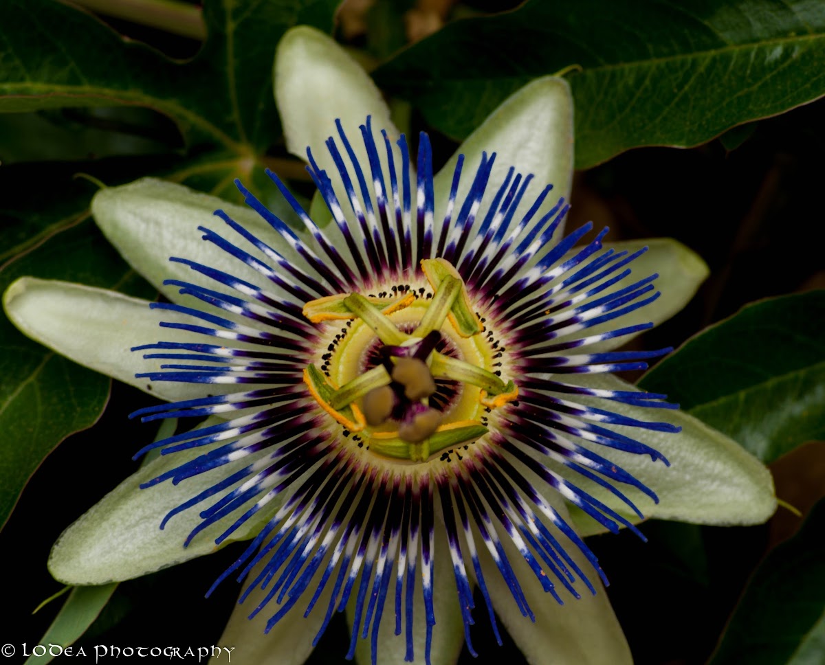 Passiflora | Project Noah