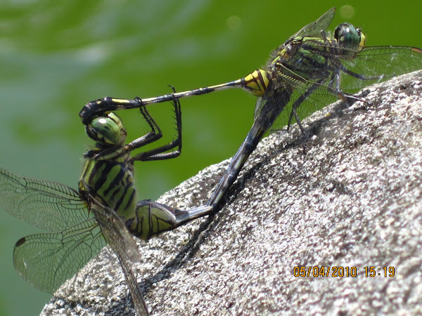 Philippine Dragonfly | Project Noah