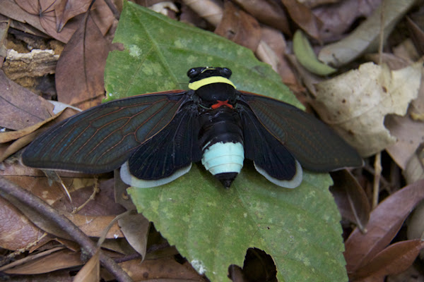 Cicada | Project Noah