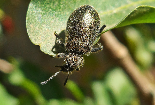 Bicho capixaba | Project Noah