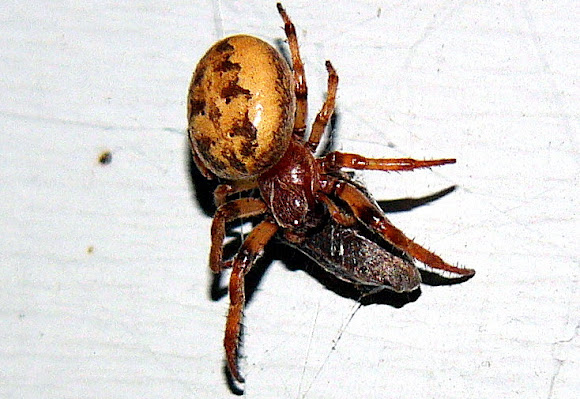 Furrow Orb Weaver Spider | Project Noah