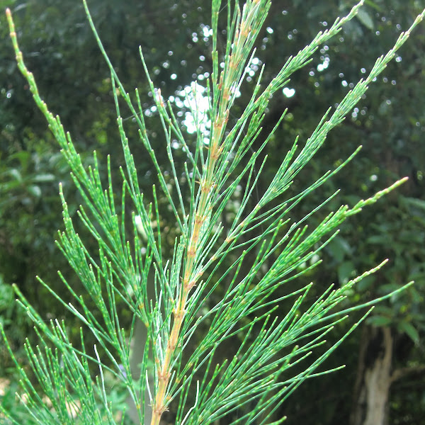 Swamp She-oak | Project Noah