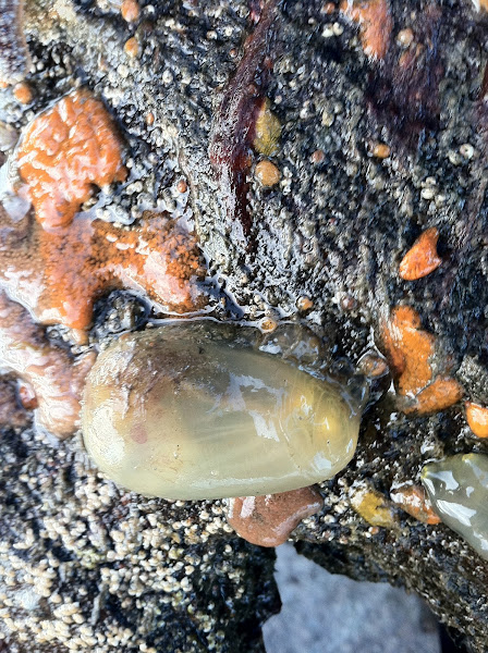 sea vase tunicate | Project Noah