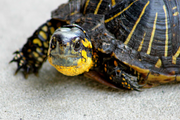 Florida Box Turtle | Project Noah
