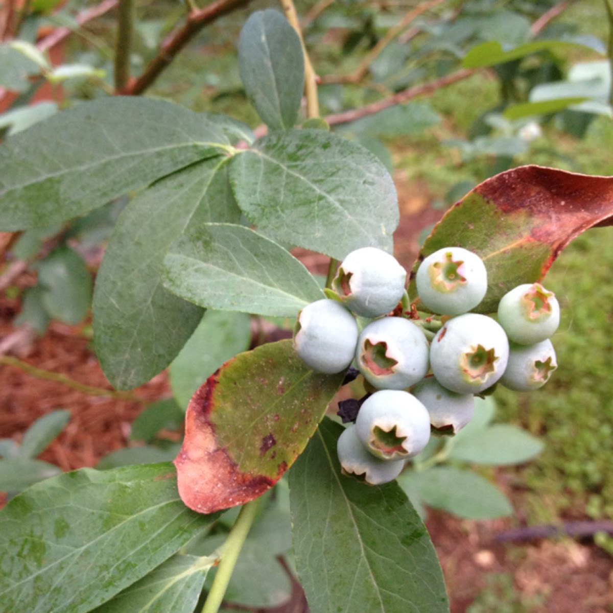 Blueberry | Project Noah