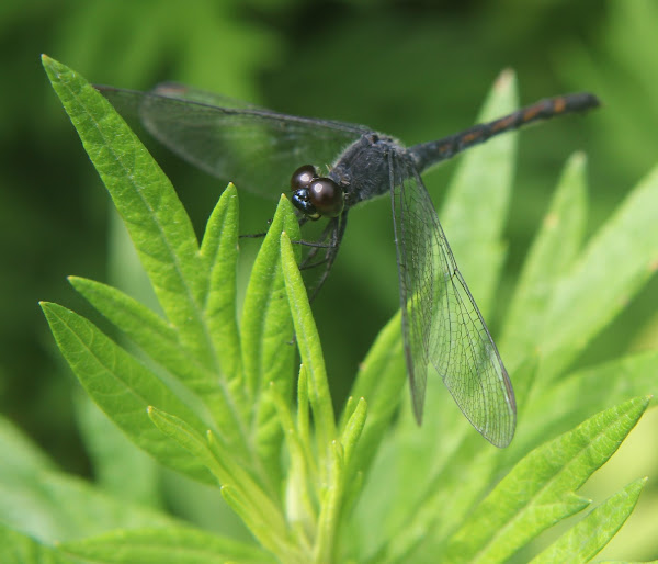 Seaside Dragonlet | Project Noah