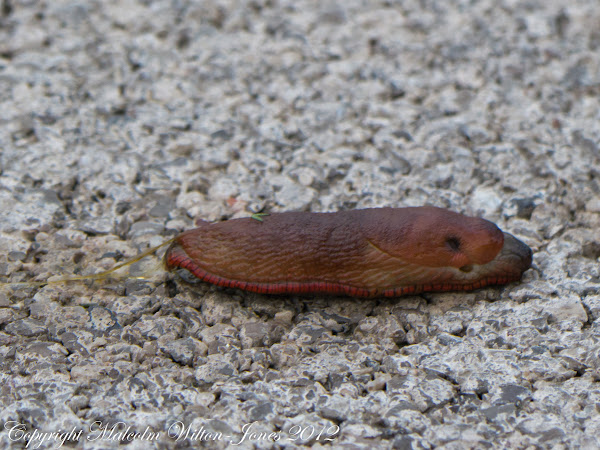 Large Red Slug | Project Noah