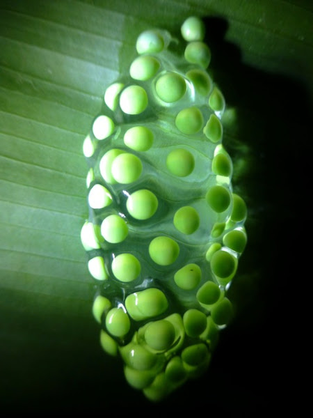 Red-eyed Tree Frog Eggs | Project Noah