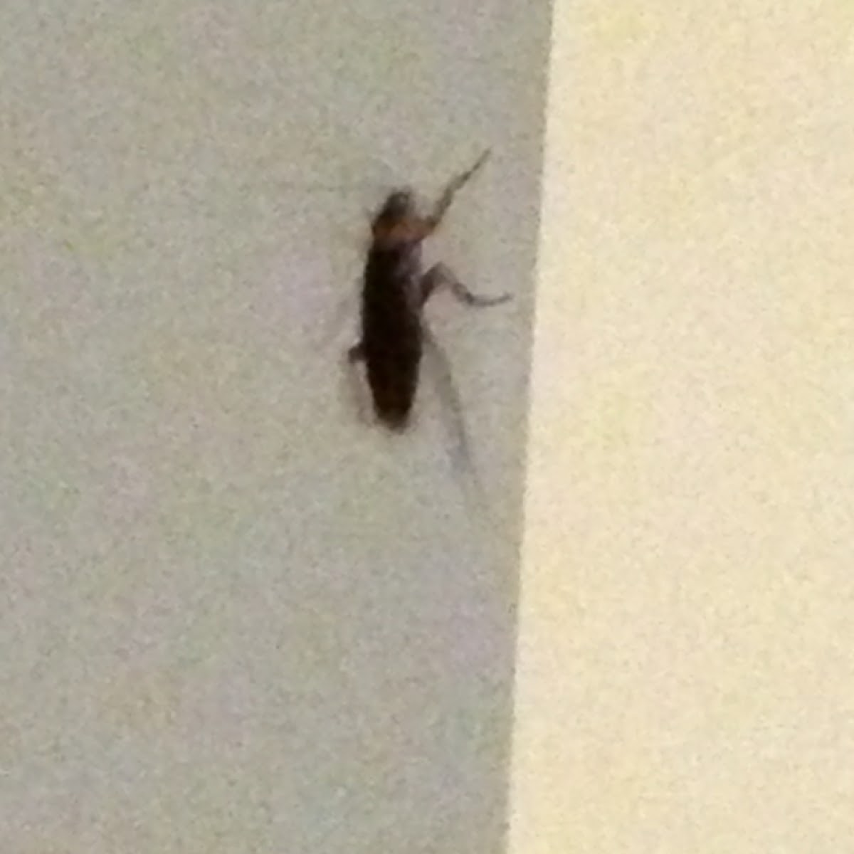 American Cockroach | Project Noah