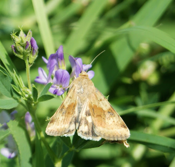 Marbled Clover | Project Noah