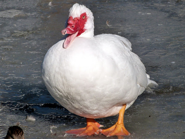 Moscovy Duck | Project Noah