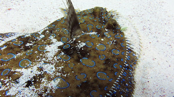 Peacock Flounder | Project Noah