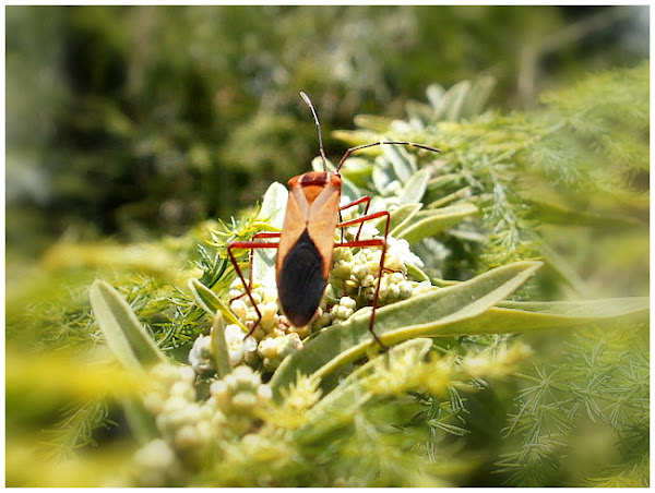 Chinche tintórea (Cotton bug) | Project Noah