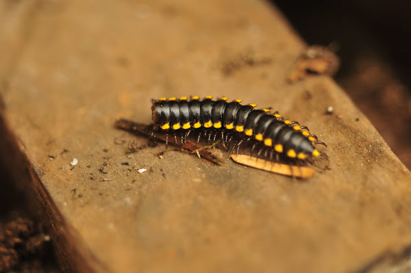 Yellow-spotted millipede | Project Noah