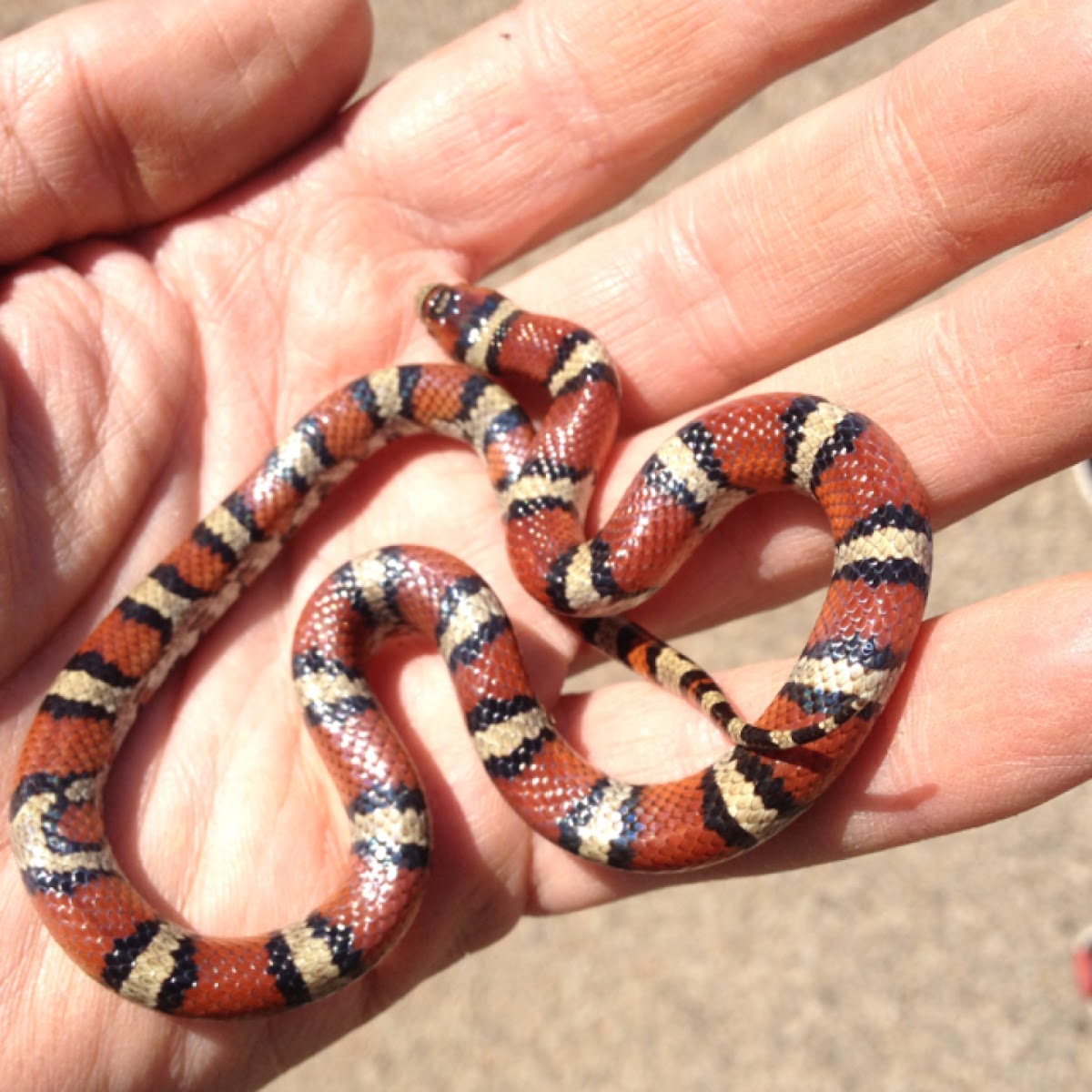 Milk snake | Project Noah