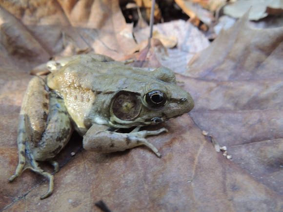 Bronze frog | Project Noah