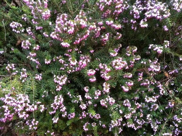 Heather | Project Noah