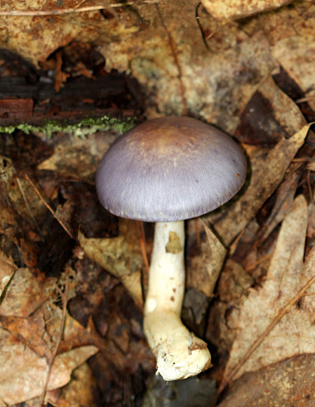 Spotted Cort | Project Noah