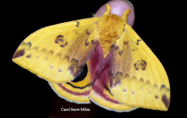 Io Moth (Male) | Project Noah
