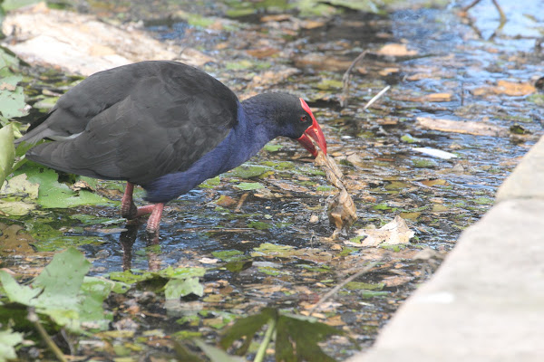 Purple Swamphen - feet | Project Noah