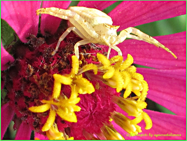 Thomisus Crab Spider | Project Noah