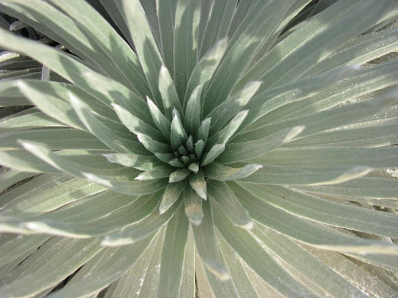 Mauna Kea Silversword | Project Noah