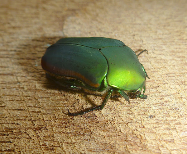 Scarab or Mayate | Project Noah