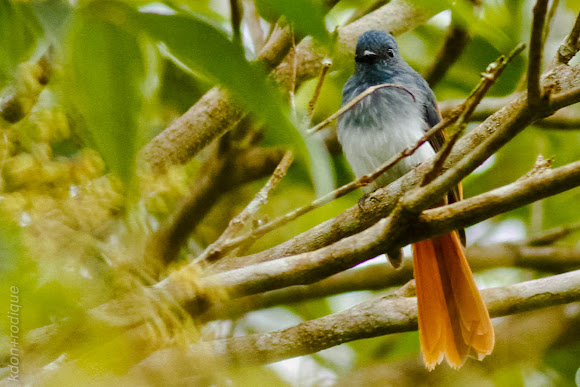 Blue-headed Fantail | Project Noah