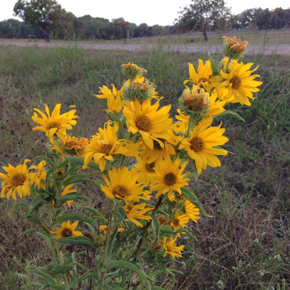 Camphor weed/Golden aster | Project Noah