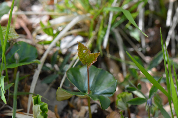 small beech trees | Project Noah